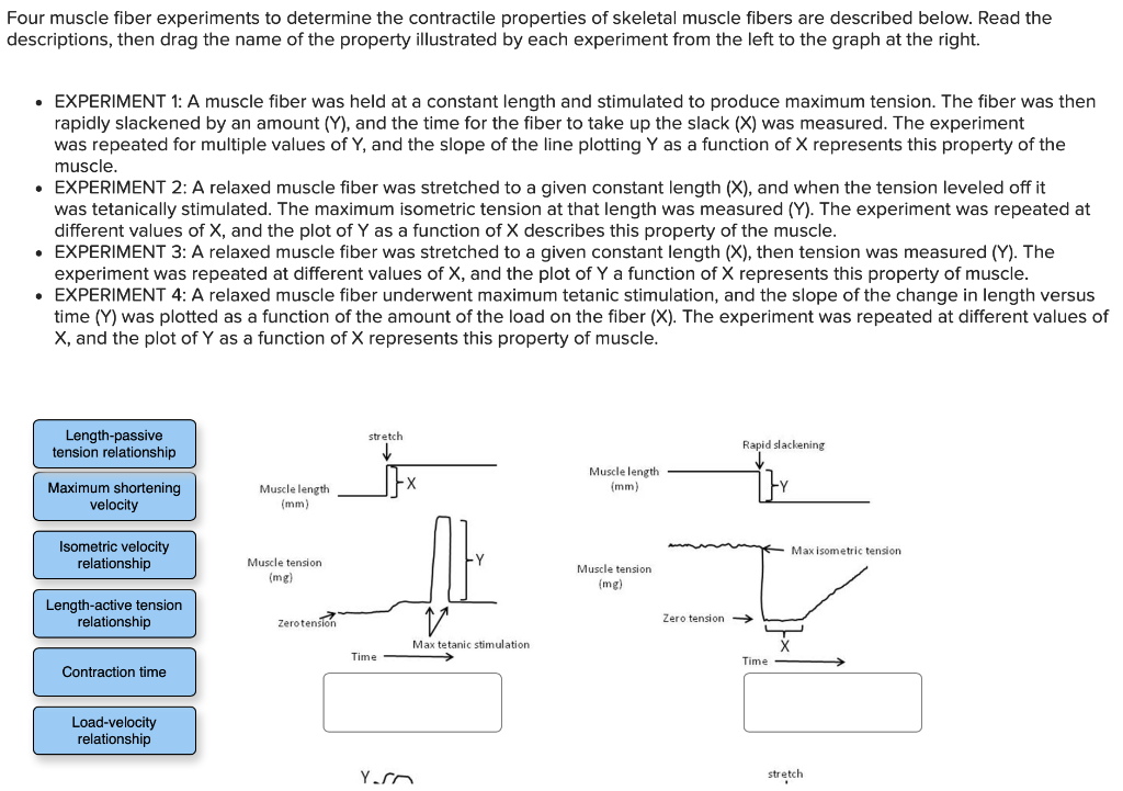 Four muscle fiber experiments to determine the | Chegg.com
