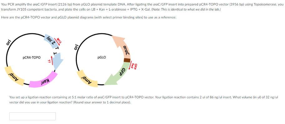 Solved You PCR amplify the araC/GFP insert (2126 bp) from | Chegg.com