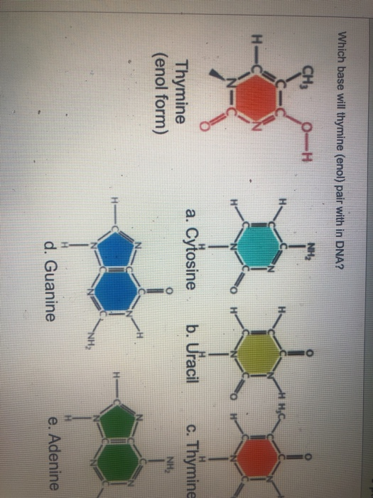 Solved Which base will thymine (enol) pair with in DNA? NH2 | Chegg.com