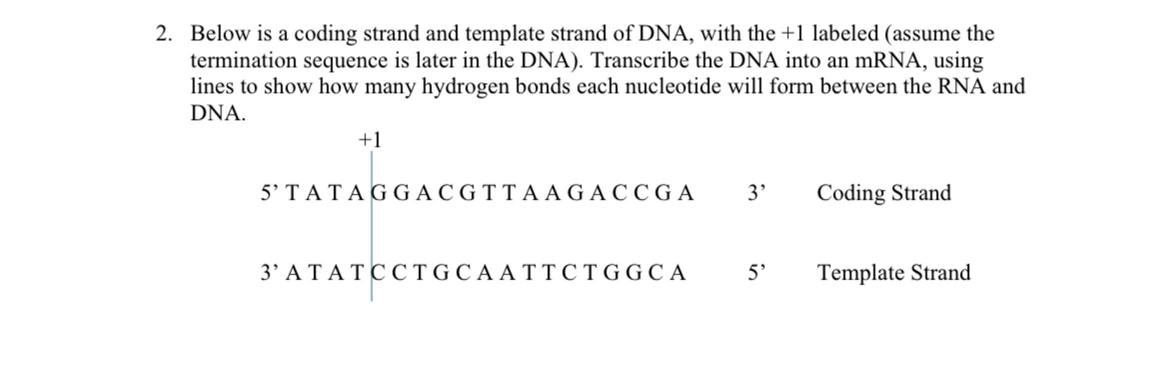 Solved Below is a coding strand and template strand of DNA, | Chegg.com