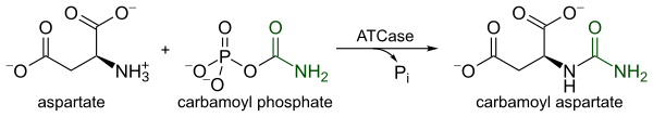Solved Below is the reaction catalyzed by the ATCase. How | Chegg.com