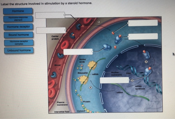 Label the Structure Involved in Stimulation by a Steroid Hormone. - Ellen-has-Bradshaw