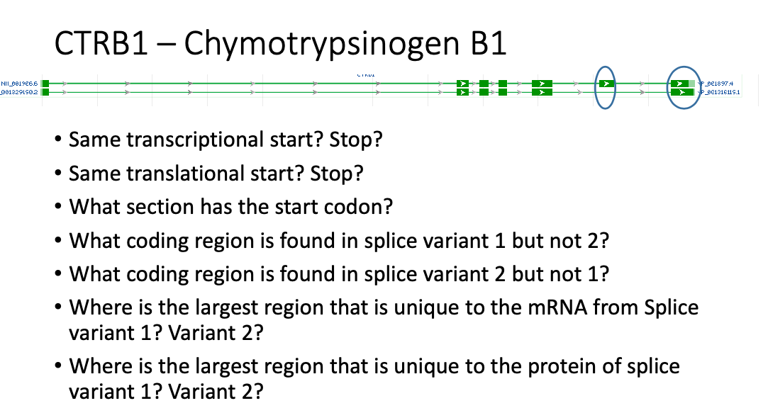 Solved CTRB1 - ﻿Chymotrypsinogen B1Same transcriptional | Chegg.com