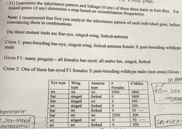 Solved 31) Determine era page e e the inheritance pattern | Chegg.com