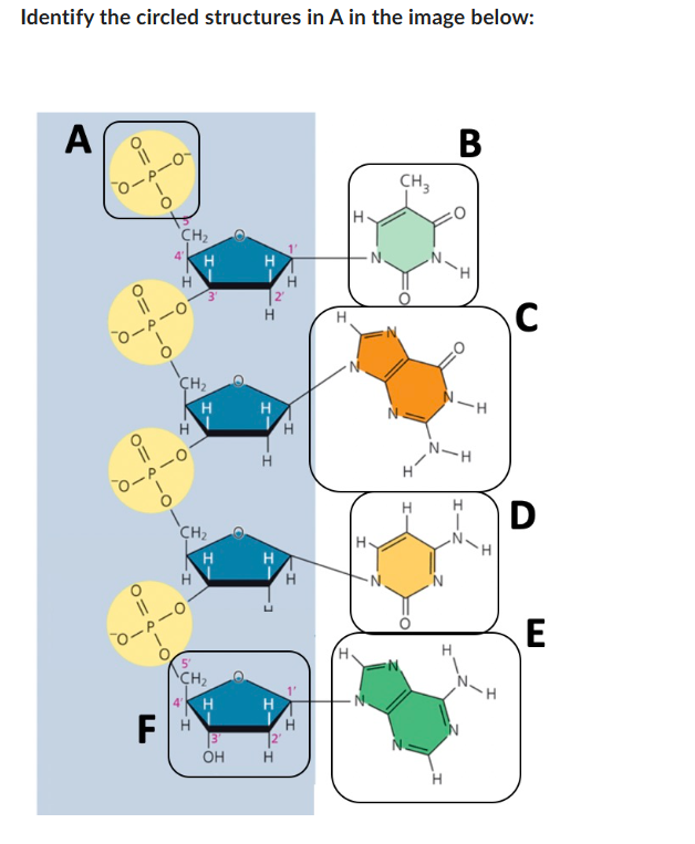 Solved Identify the circled structures in A ,b,c,d, ﻿and | Chegg.com