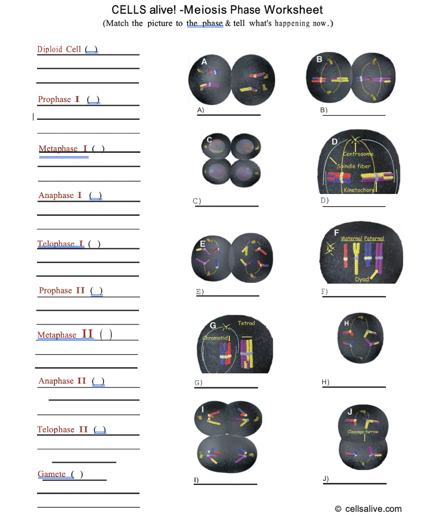 Solved CELLS Alive Meiosis Phase Worksheet Match The P Chegg Solved CELLS Alive Meiosis Phase Worksheet Match The P Chegg