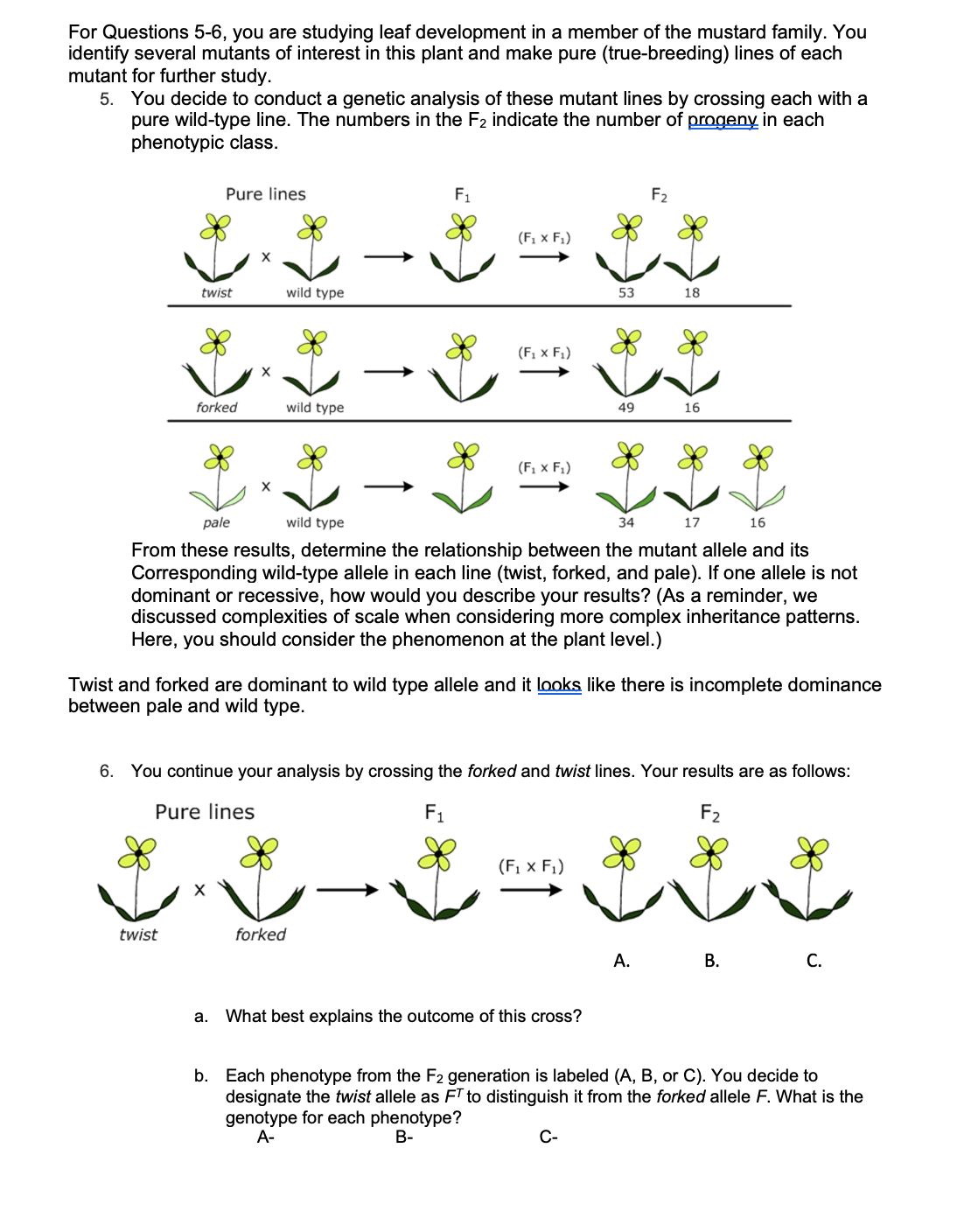 Solved For Questions 5-6, you are studying leaf development | Chegg.com