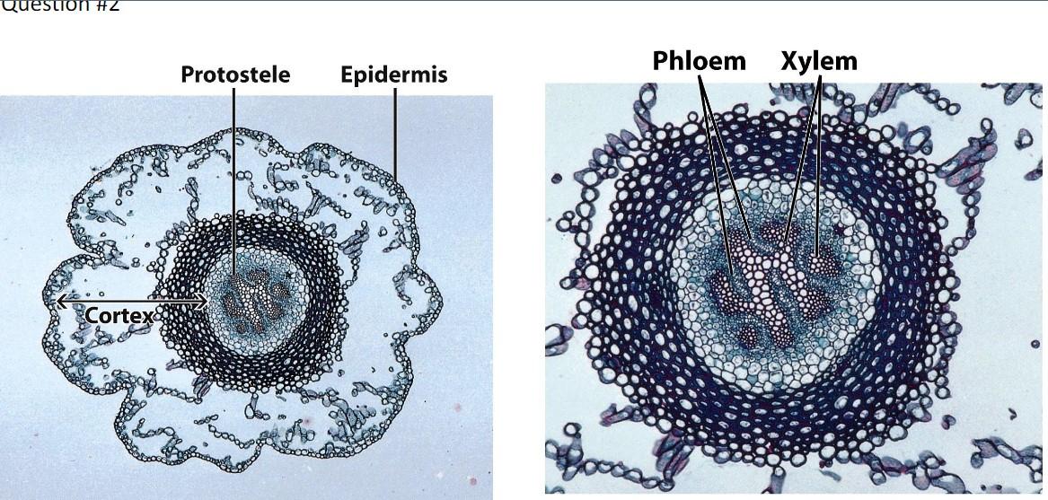 Solved In the cross section of Fern stems, what are | Chegg.com