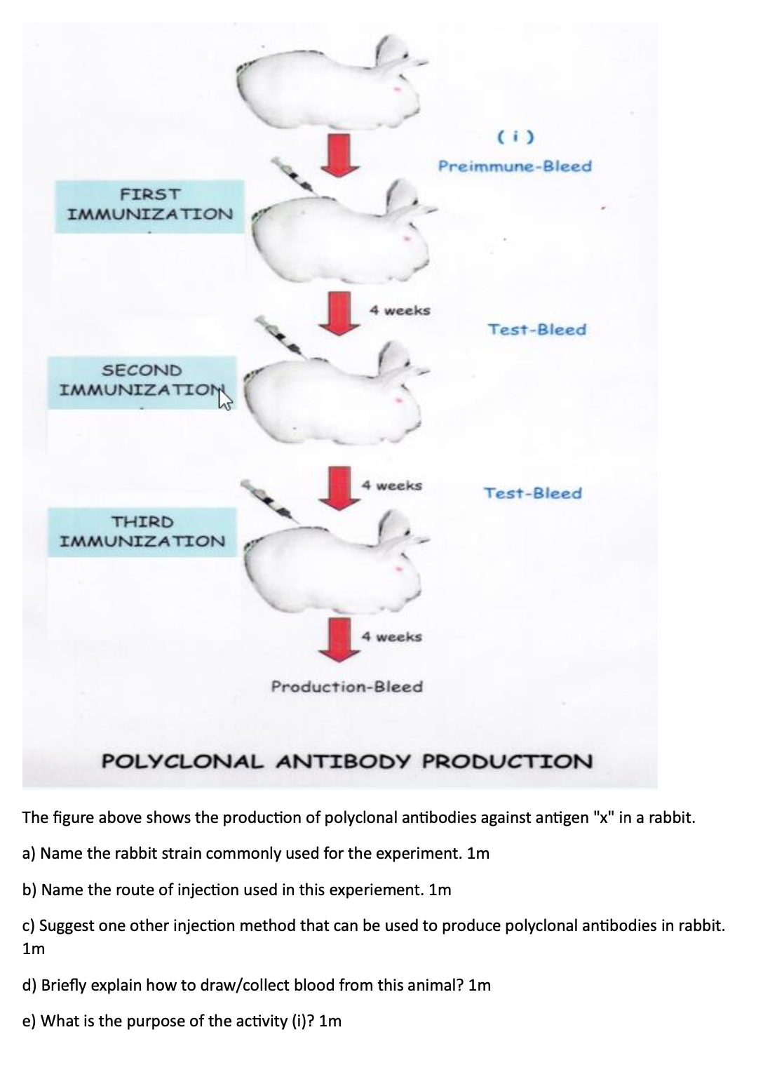 Solved POLYCLONAL ANTIBODY PRODUCTION The figure above shows | Chegg.com