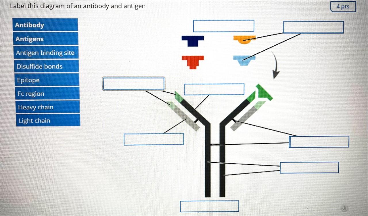 Solved Label this diagram of an antibodv and antigen | Chegg.com