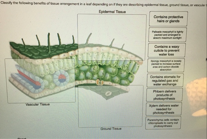 Solved Classifty the following benefits of tissue | Chegg.com