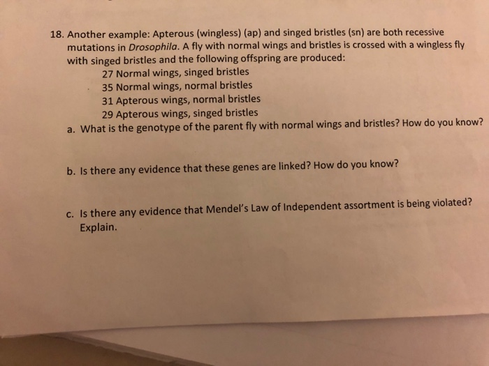 Solved 18. Another example: Apterous (wingless) (ap) and | Chegg.com