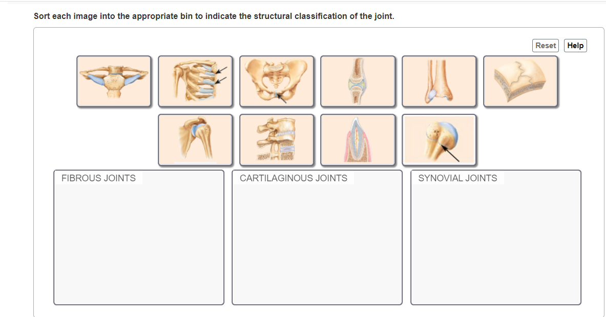 Solved Sort each image into the appropriate bin to indicate | Chegg.com