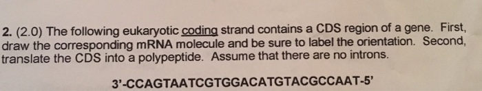 Solved 2. (2.0) The following eukaryotic coding strand | Chegg.com