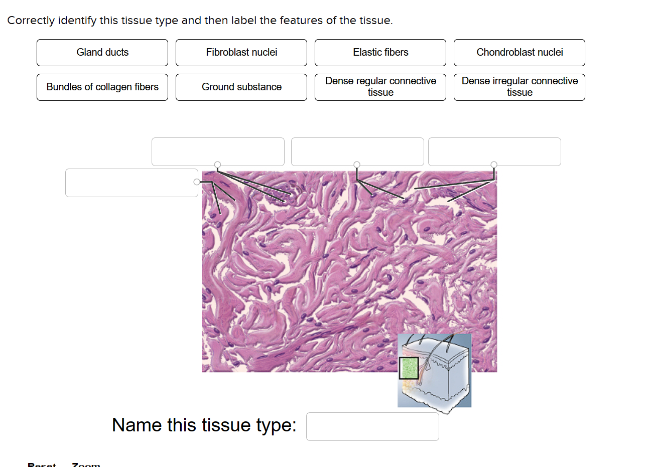 Solved Correctly identify this tissue type and then label | Chegg.com Solved Correctly identify this tissue type and then label | Chegg.com