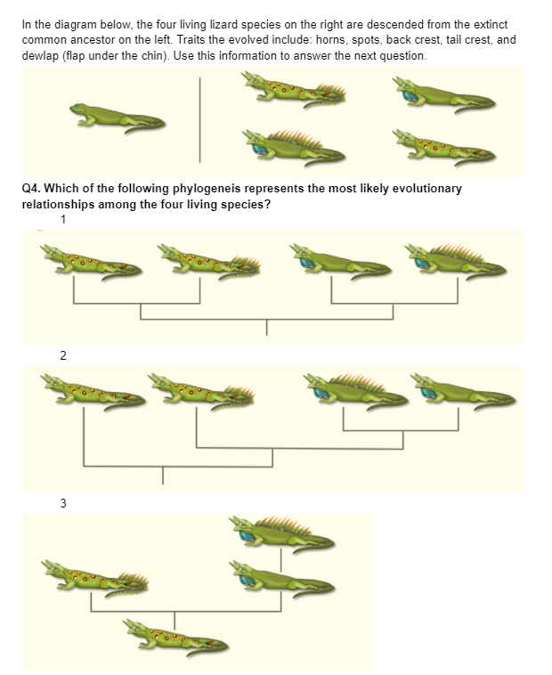 Solved In the diagram below, the four living lizard species | Chegg.com