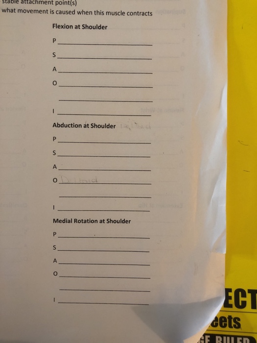 Solved BIOL 150 Muscle Worksheet For each type of movement | Chegg.com