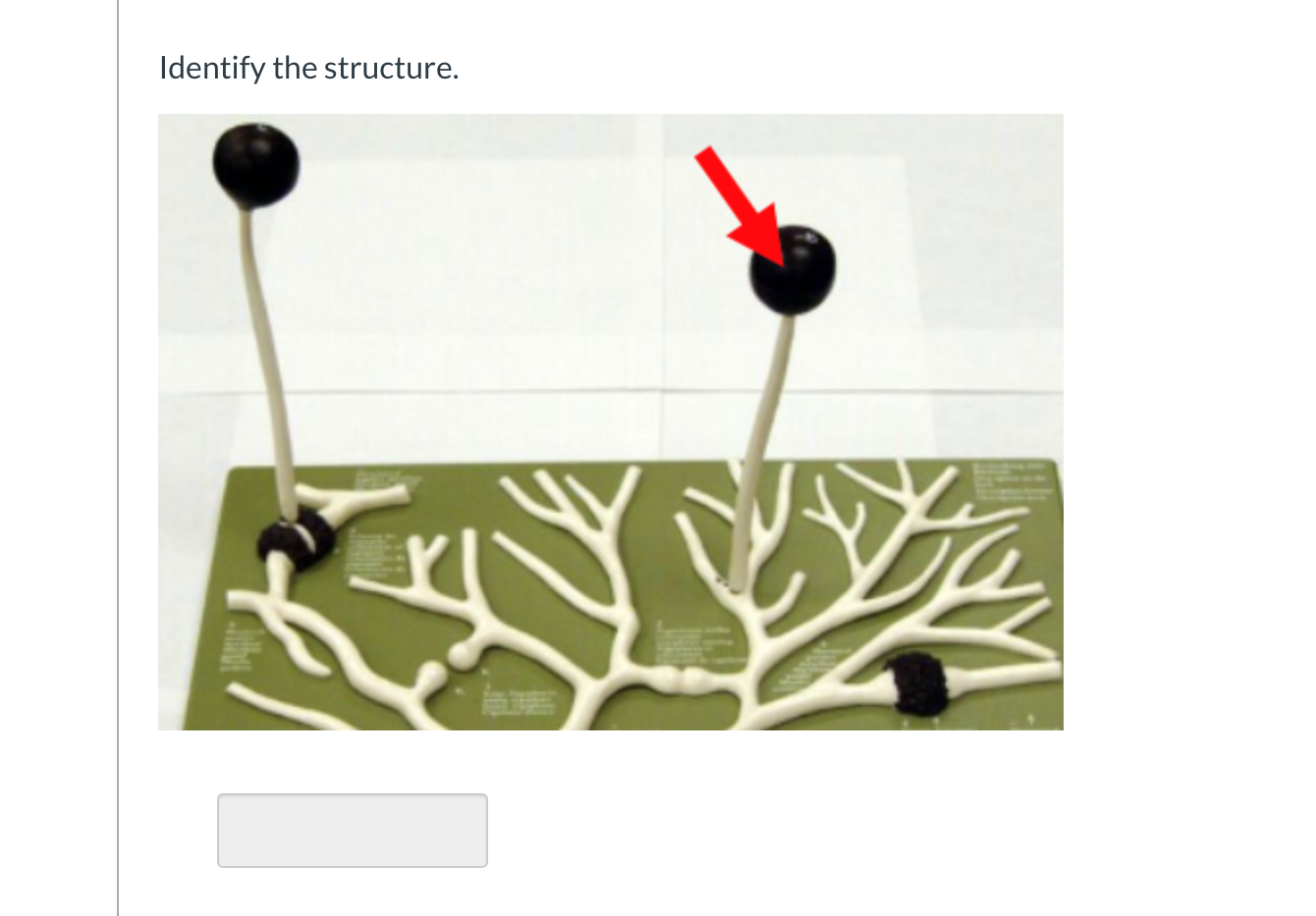 Identify the structure. Identify this structure | Chegg.com
