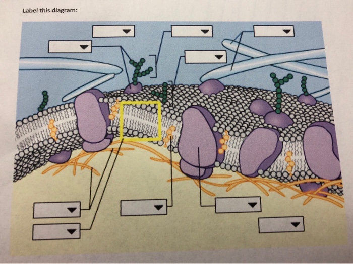 Solved Label this diagram: | Chegg.com