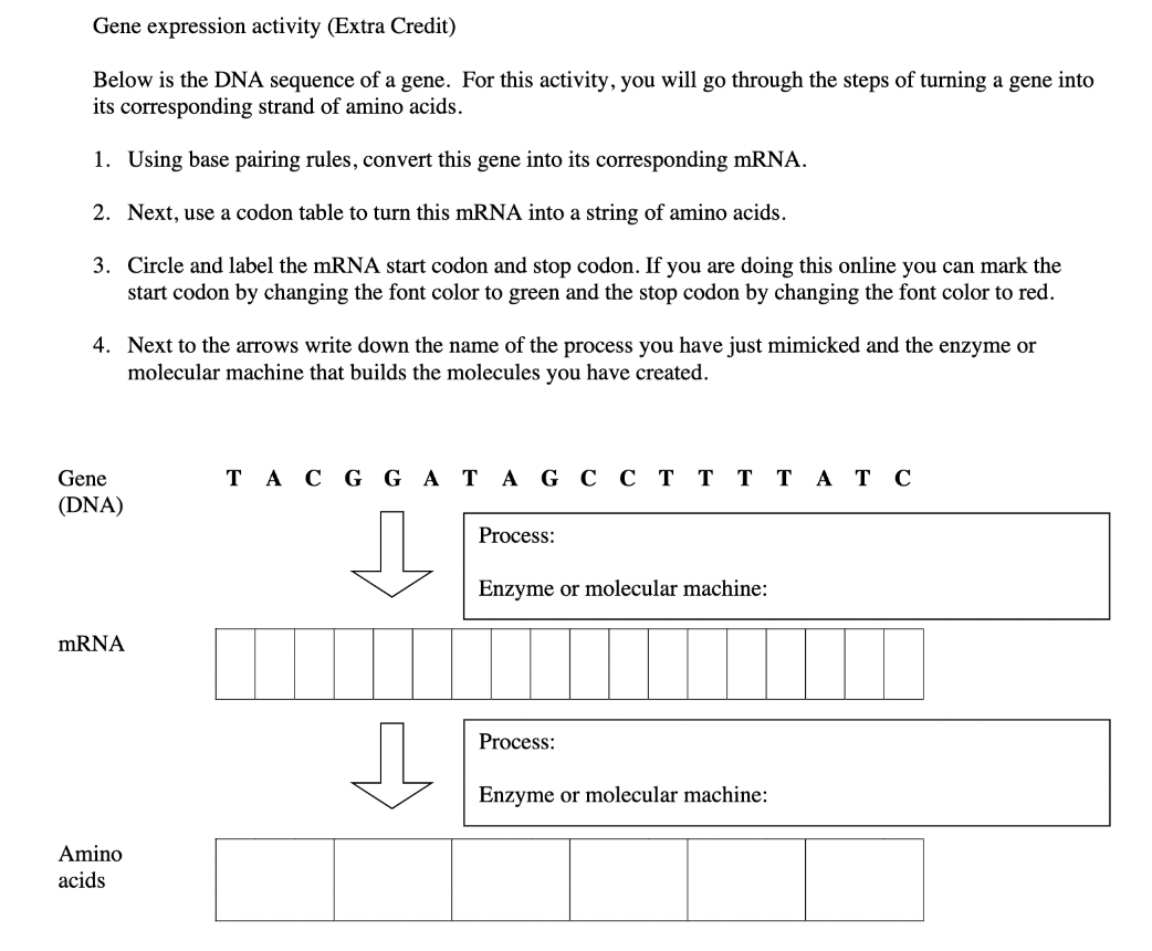 Solved Gene expression activity (Extra Credit) Below is the | Chegg.com