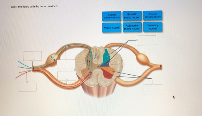 Solved Label the figure with the items provided. Somatic | Chegg.com