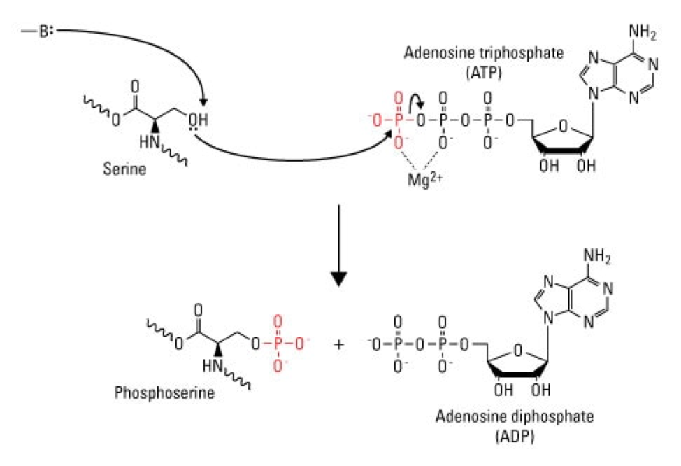 Solved Electron arrow-pushing mechanism for serine kinase | Chegg.com