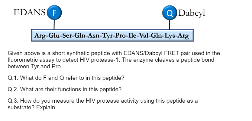 Solved EDANS F Q Dabcyl | Chegg.com