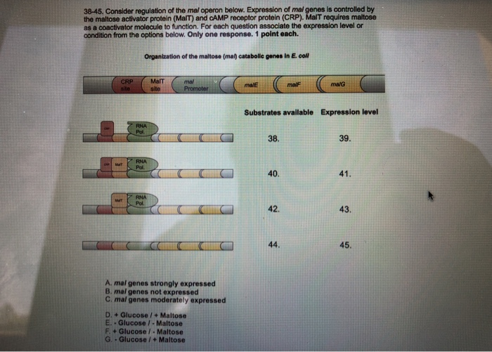 38-45. Consider regulation of the mal operon below. | Chegg.com