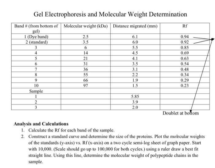 Solved Gel Electrophoresis and Molecular Weight | Chegg.com