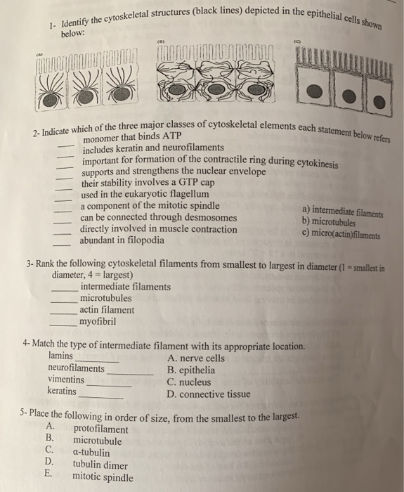Solved I Identify The Cytoskeletal Structures Black Lines