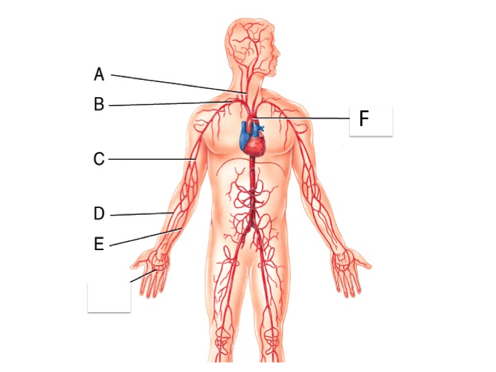 Solved Please Include the blood vessel type (artery or vein) | Chegg.com