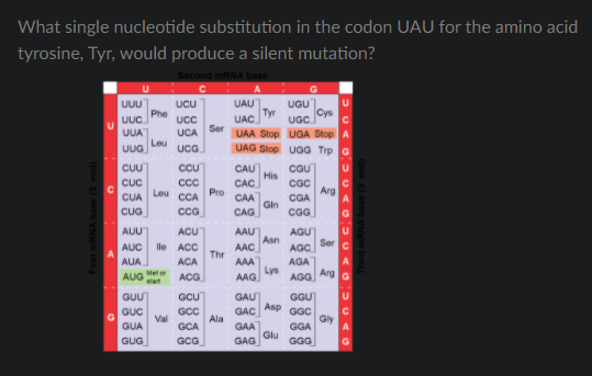 Solved What single nucleotide substitution in the codon UAU | Chegg.com