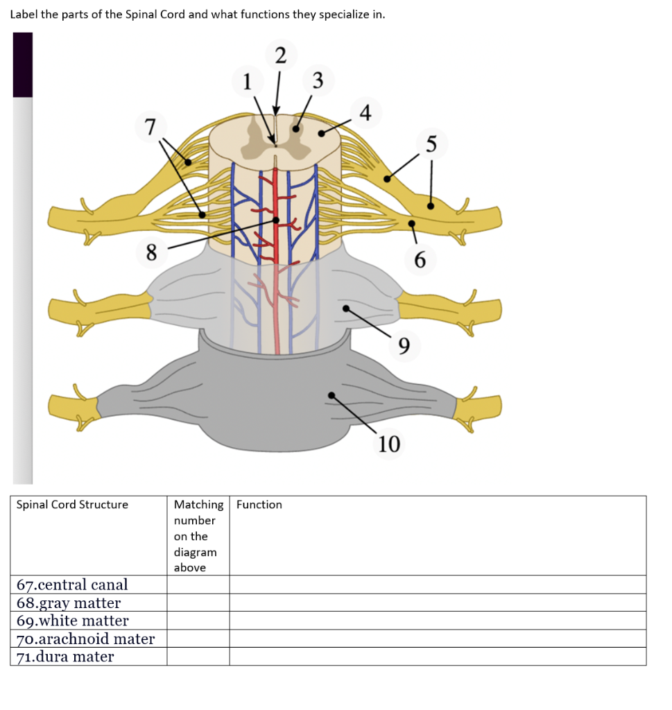 Solved Label the parts of the Spinal Cord and what functions | Chegg.com