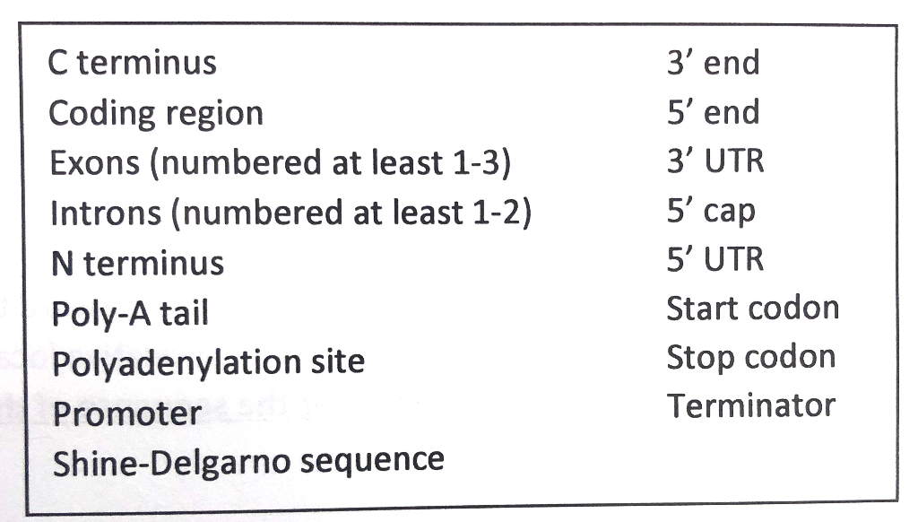 Solved Fill out this diagram about transcription and | Chegg.com
