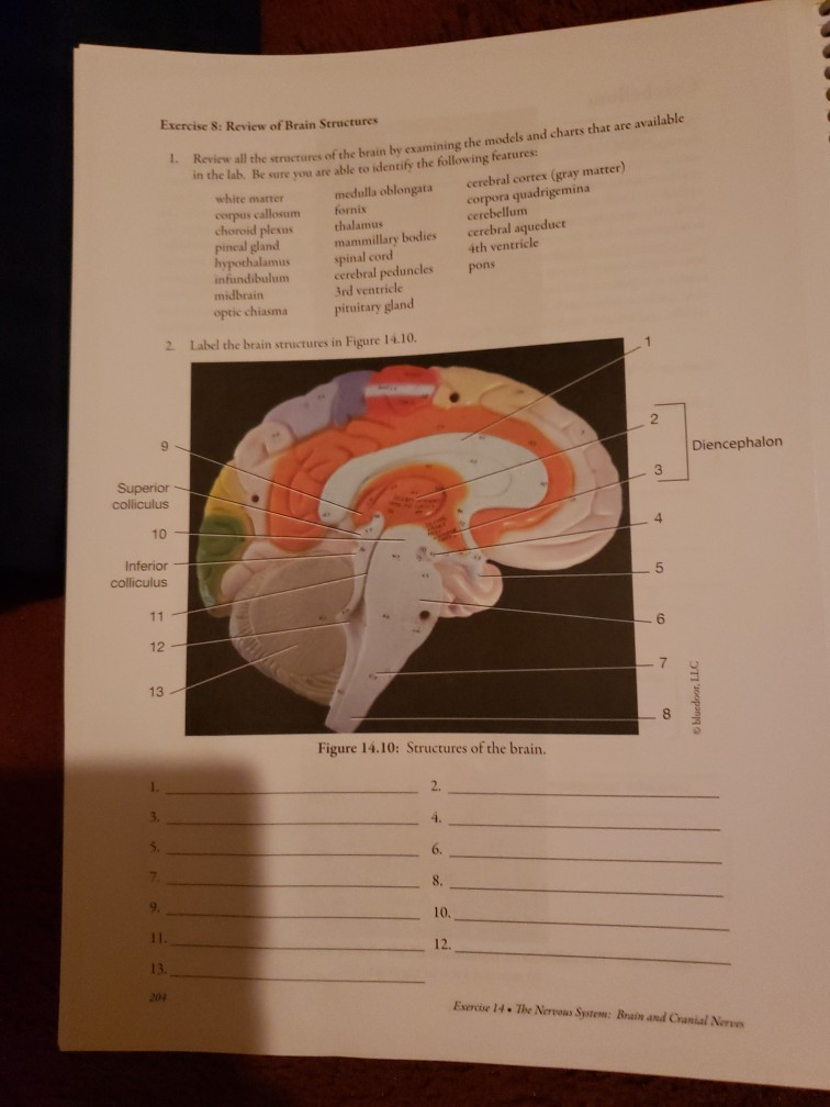 Solved Exercise 8: Review of Brain Structures 1. Review all | Chegg.com