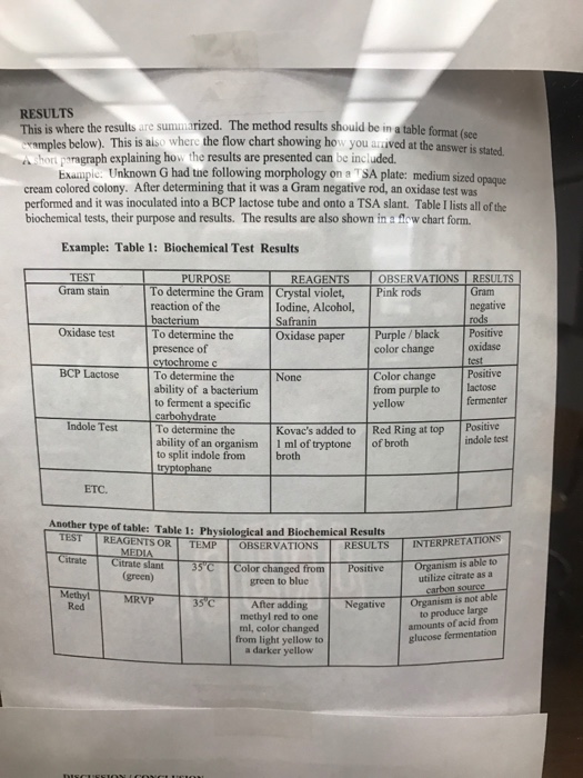 Solved My gram negative Bacteria is enterobacter aerogenes | Chegg.com