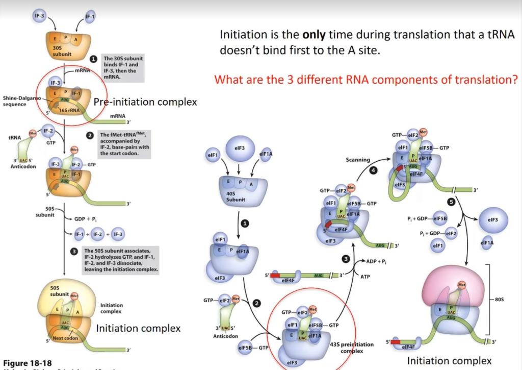 Solved Initiation is the only time during translation that a | Chegg.com