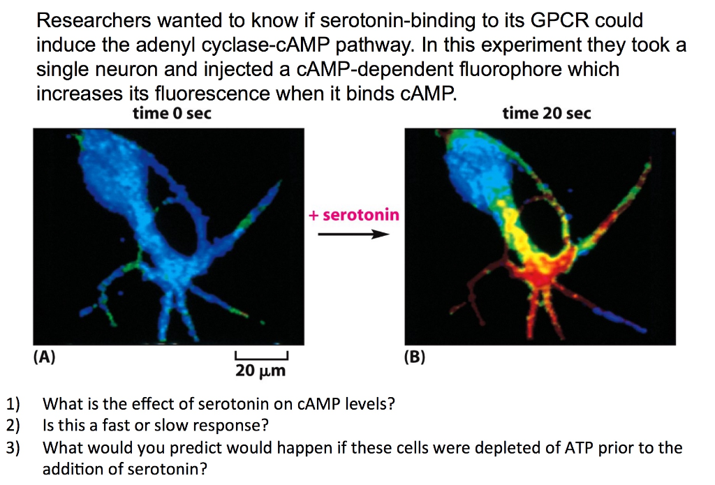 Solved Researchers wanted to know if serotonin-binding to | Chegg.com