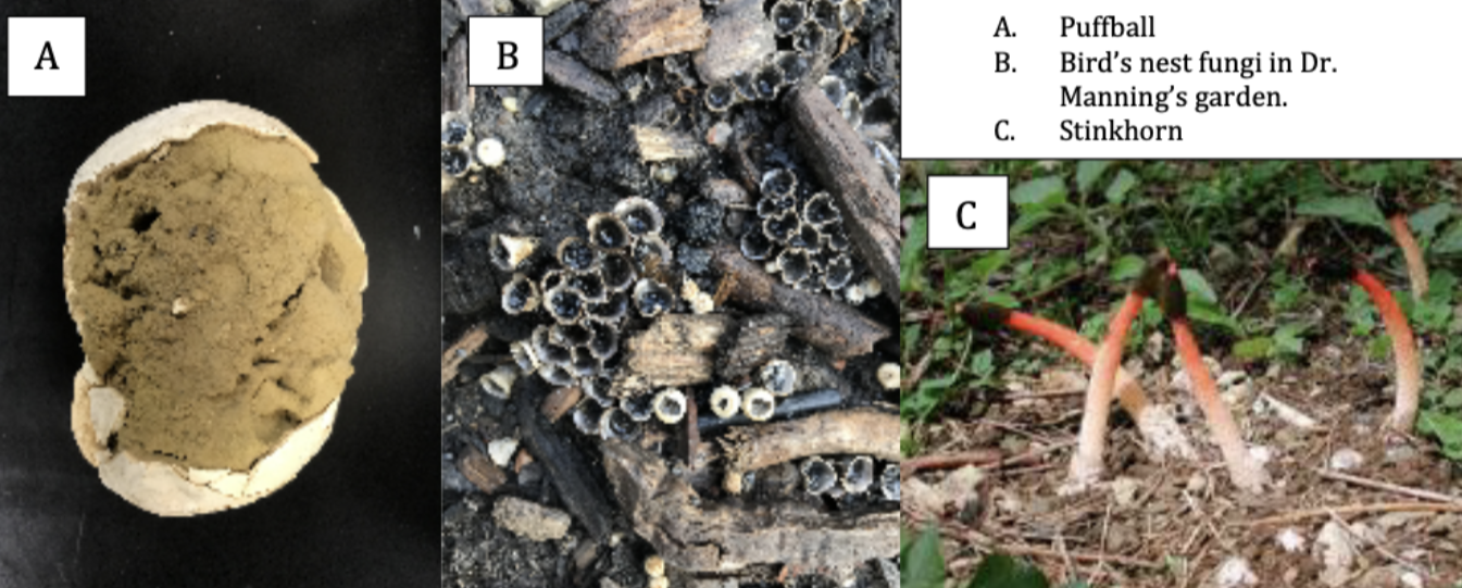 Solved describe the spore dispersal mechanisms for | Chegg.com