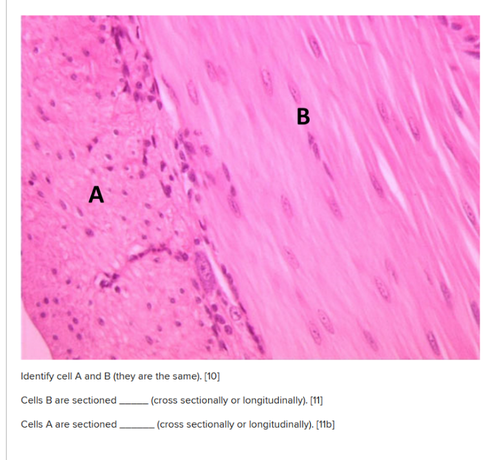 Solved Identify cell A and B (they are the same). [10] Cells | Chegg.com