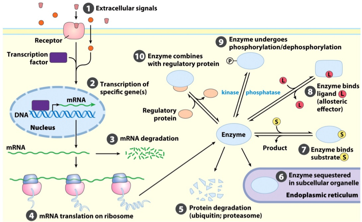 Solved Enzyme Regulation Analogy Assignment: I would like | Chegg.com