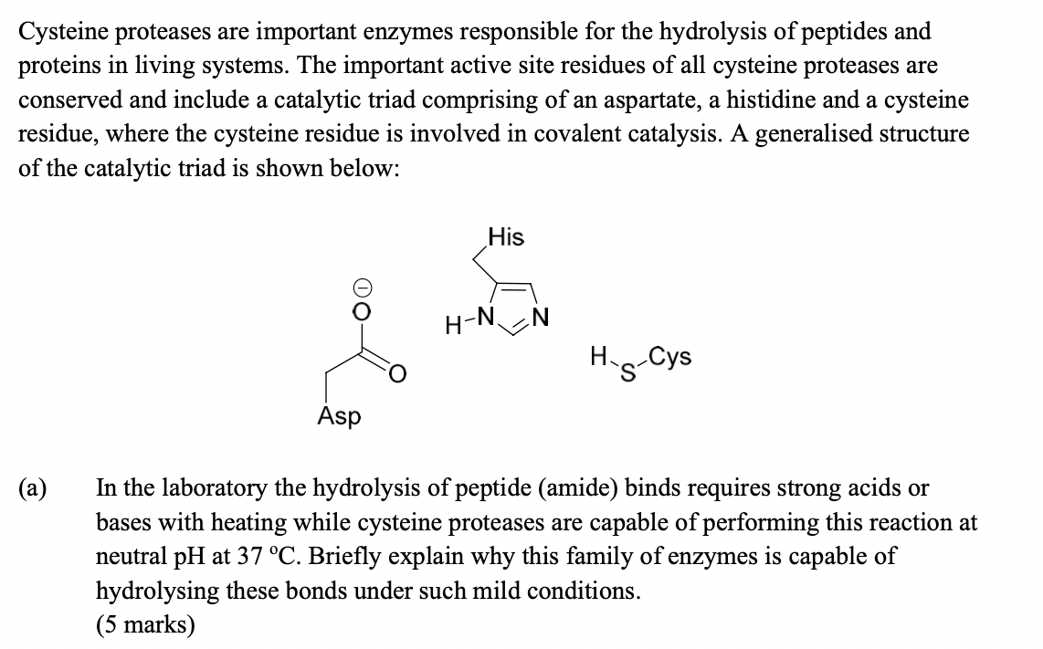 Solved Cysteine proteases are important enzymes responsible | Chegg.com