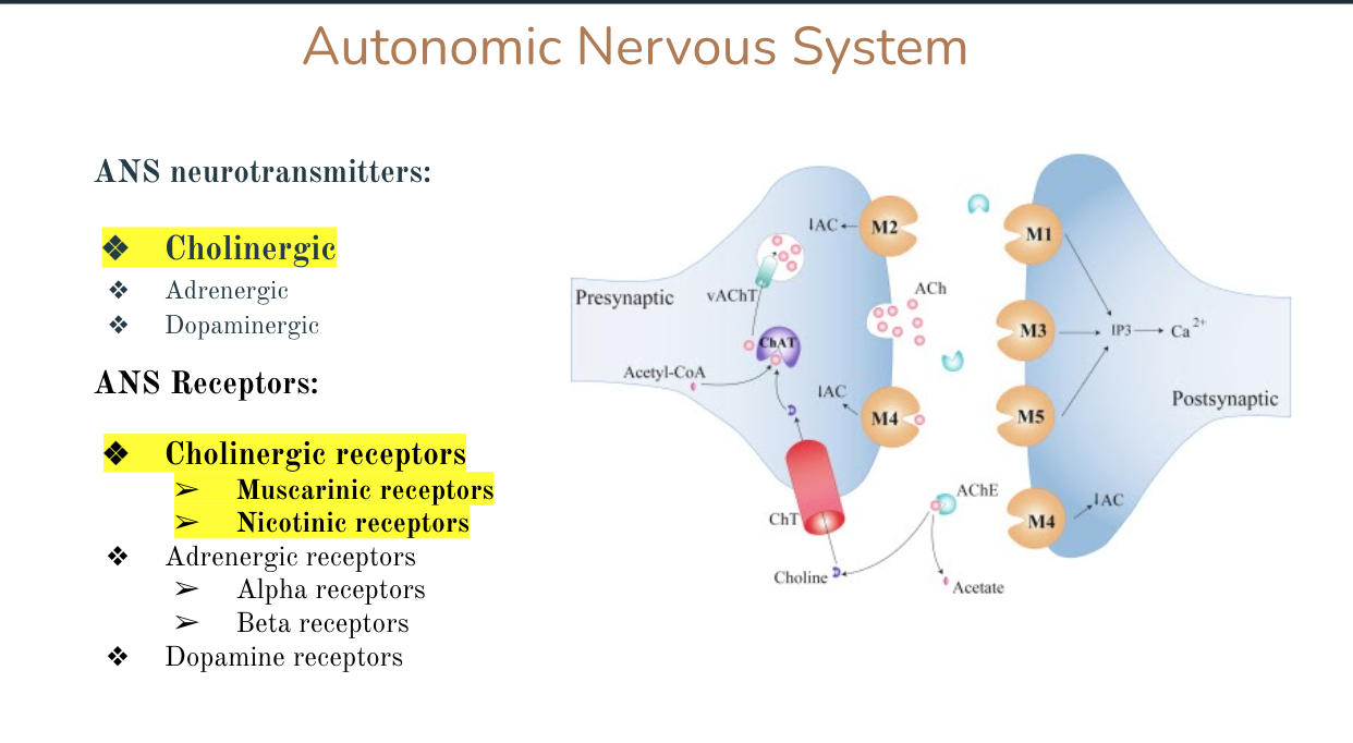 Solved Autonomic Nervous System ANS neurotransmitters: IAC | Chegg.com