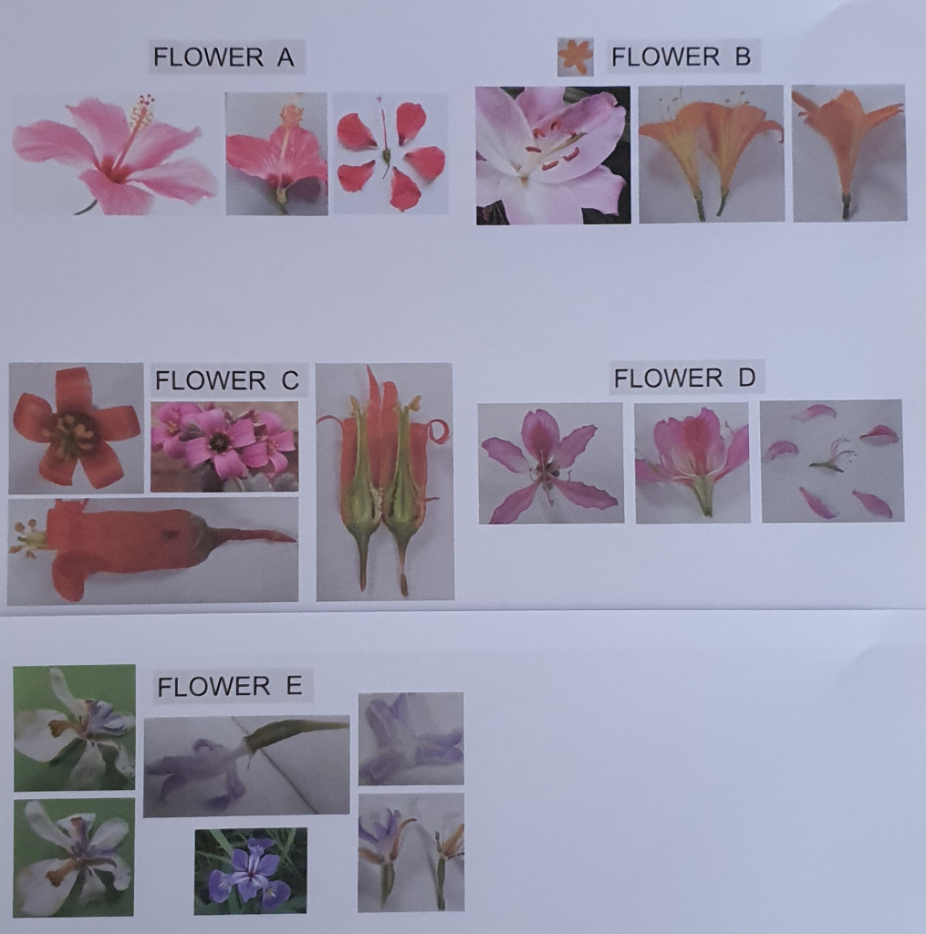 Solved 1.2 Study the flower figures (choose any three) | Chegg.com