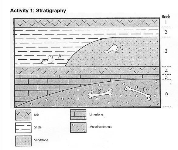 Solved Activity 1: Stratigraphy Sandstone Based on the | Chegg.com