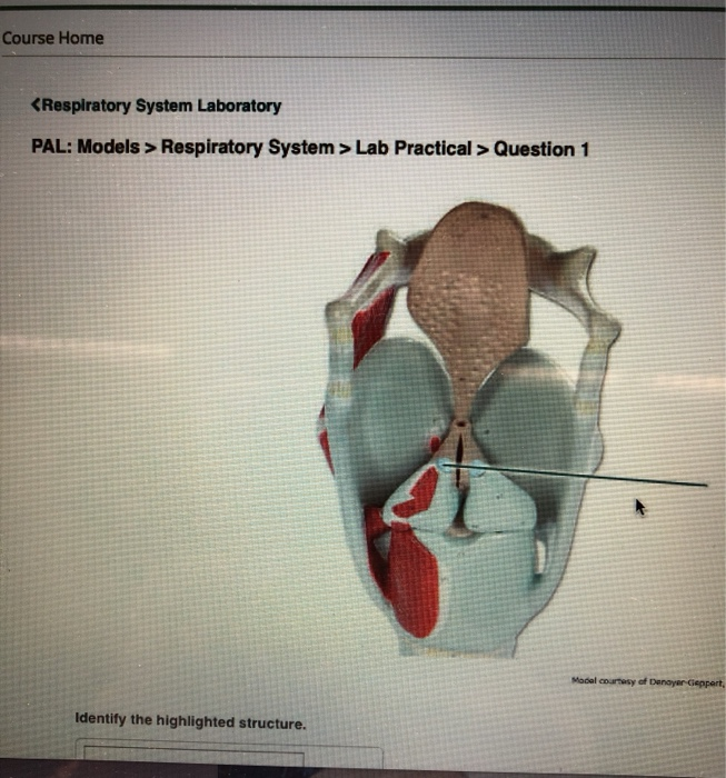Solved Course Home Respiratory System > Lab | Chegg.com
