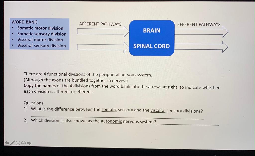 Solved AFFERENT PATHWAYS EFFERENT PATHWAYS BRAIN WORD BANK | Chegg.com