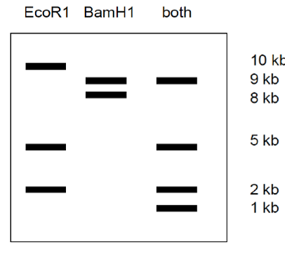 Solved A linear DNA molecule is completely digested by EcoRI | Chegg.com