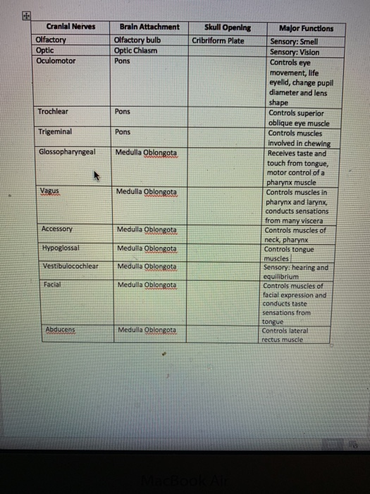 Solved Cranial Nerves Brain Attachment Skull Opening Major | Chegg.com