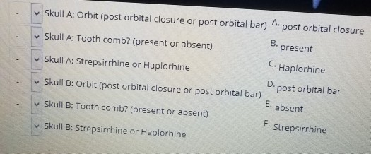 QUESTION 2 Within the primates, the two major clades | Chegg.com